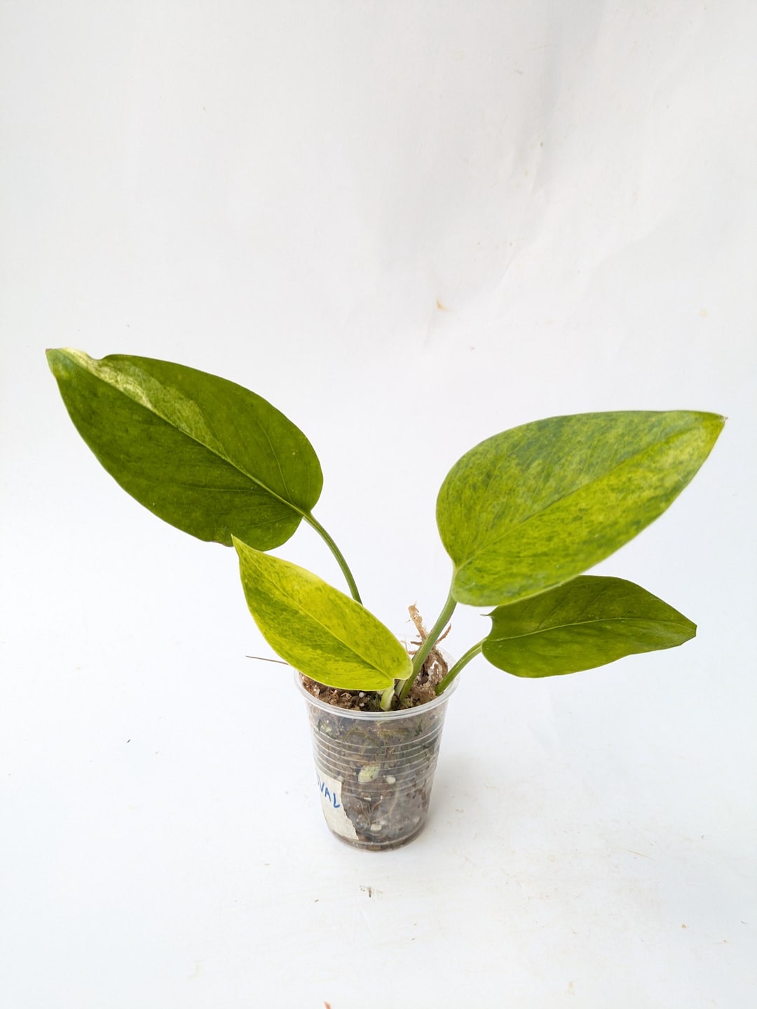 Teruno Carnival Epipremnum/ Japanese Pothos/ Tropical Rare Plant ...