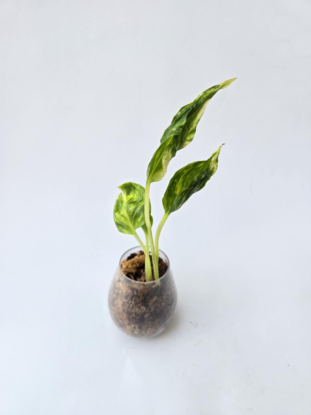 Teruno Sunshine Epipremnum/ Japanese Pothos/ Tropical Rare Plant ...