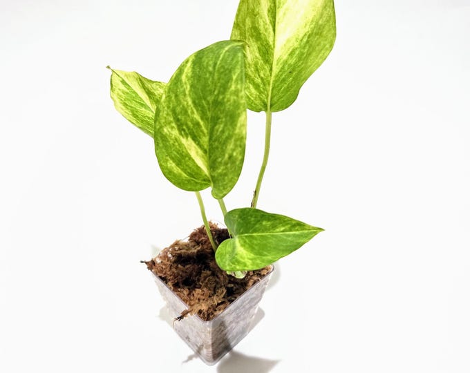 Neon Marble Pothos/ Japanese Pothos/ Tropical Rare Plant /pothos ...