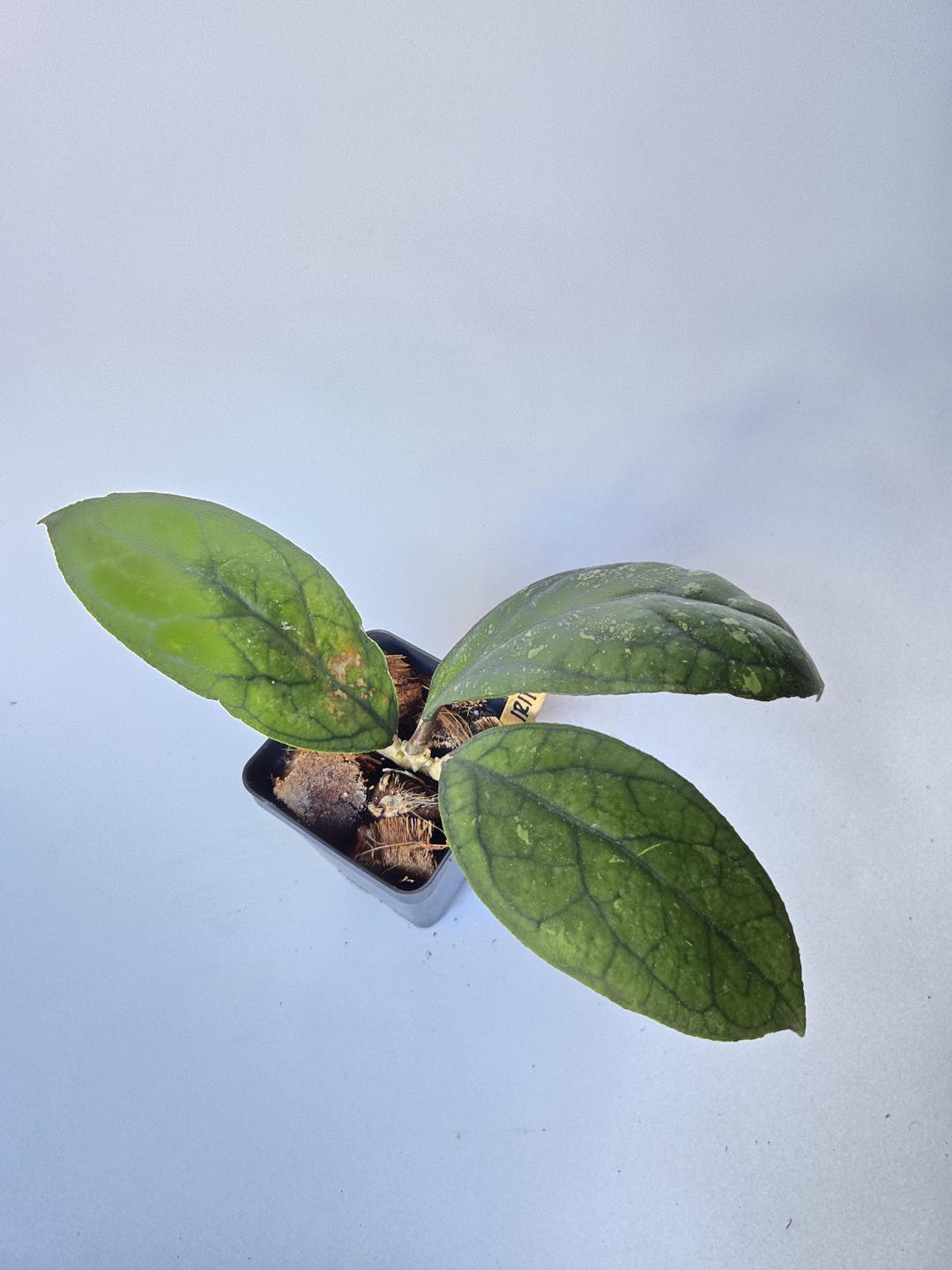 Hoya Irina 4in Pot / Rare Hoya / Collector's Plant/ Unique Hoya/ - Etsy