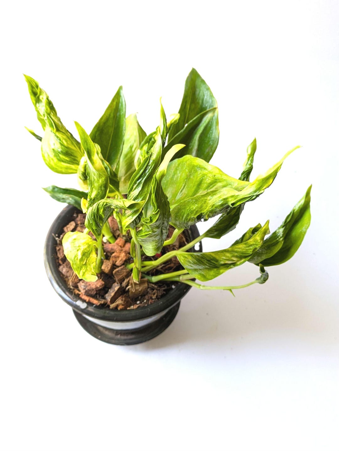 Epipremnum Shangri La Variegated/ Pothos 5in Basket /house Decor ...
