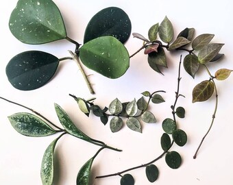 Hoya Mathilde Super Splash - Etsy