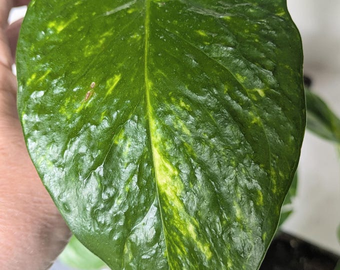 Epipremnum Aureum Teruno Robin - Rare Japanese Pothos - Terunoworld ...