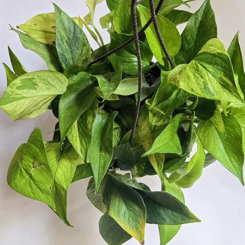 PlantariumChicago - Etsy