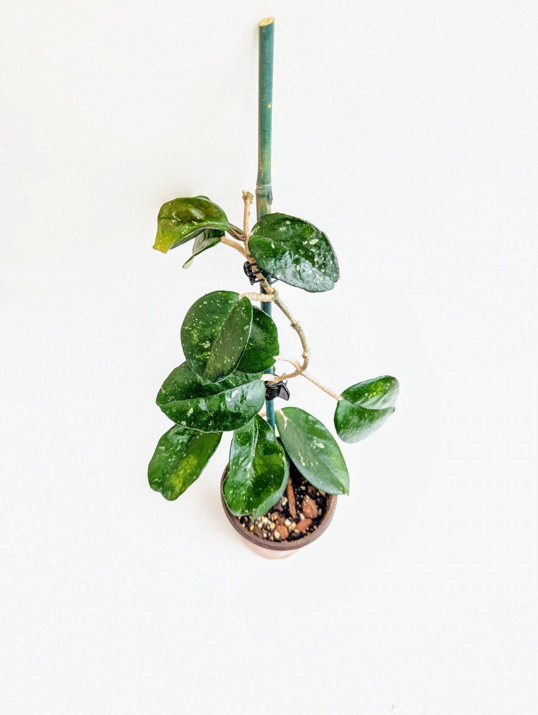 Hoya Carnosa Freckles Splash a 4in Pot. Rare Hoya/ Collector's Plant ...