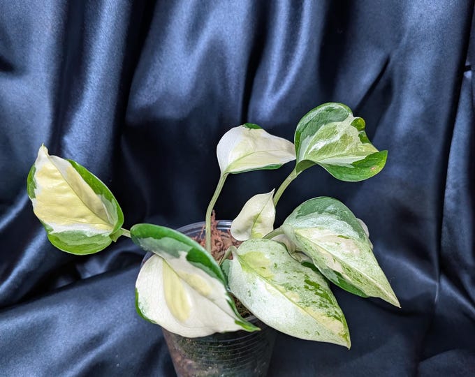 Kato Japanese Global Epipremnum/ Japanese Pothos/ Tropical Rare Plant ...
