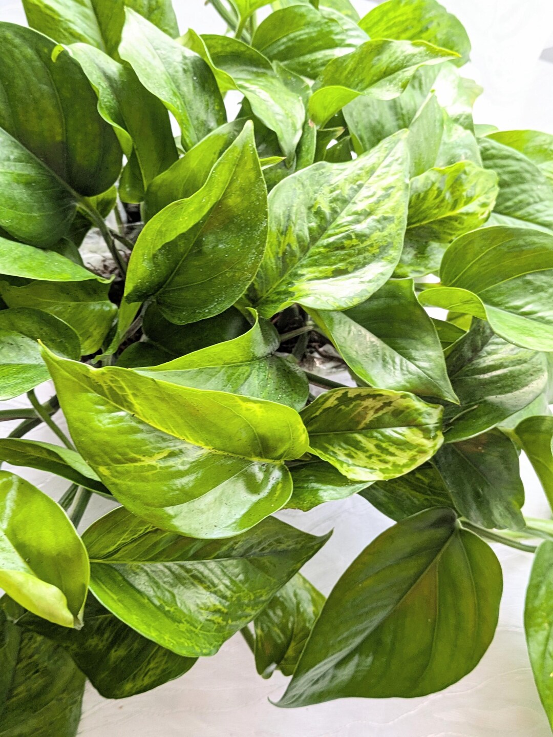 Epipremnum Victory /camouflage/ Jungle Star Rooted Cutting /extremely ...