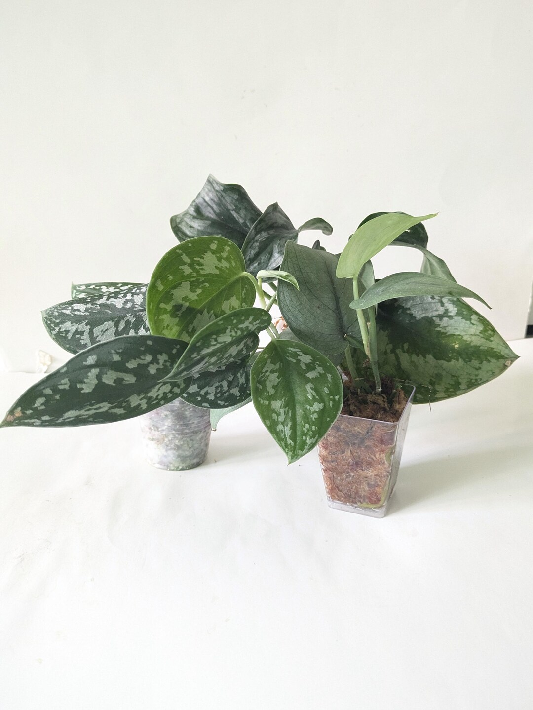 Scindapsus 3 Starter Combo / Dapple Dude/ Platinum/ Argyraeus ...