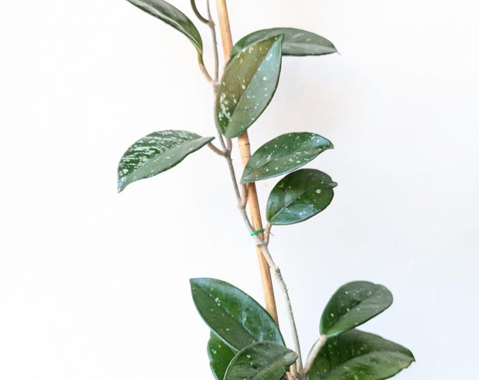 Hoya Carnosa Freckles Splash a 4in Pot. Rare Hoya/ Collector's Plant ...