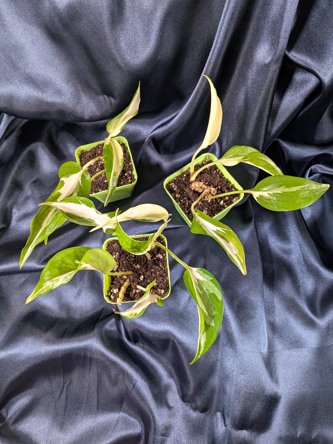 Epipremnum Manjula Mutant/ Rooted Starter / 2in Pot/ House Plant ...