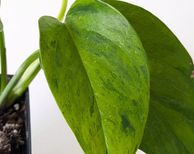 Teruno Carnival Pothos Starter 2in Pot/ Rare Pothos/ Teruno Japanese ...