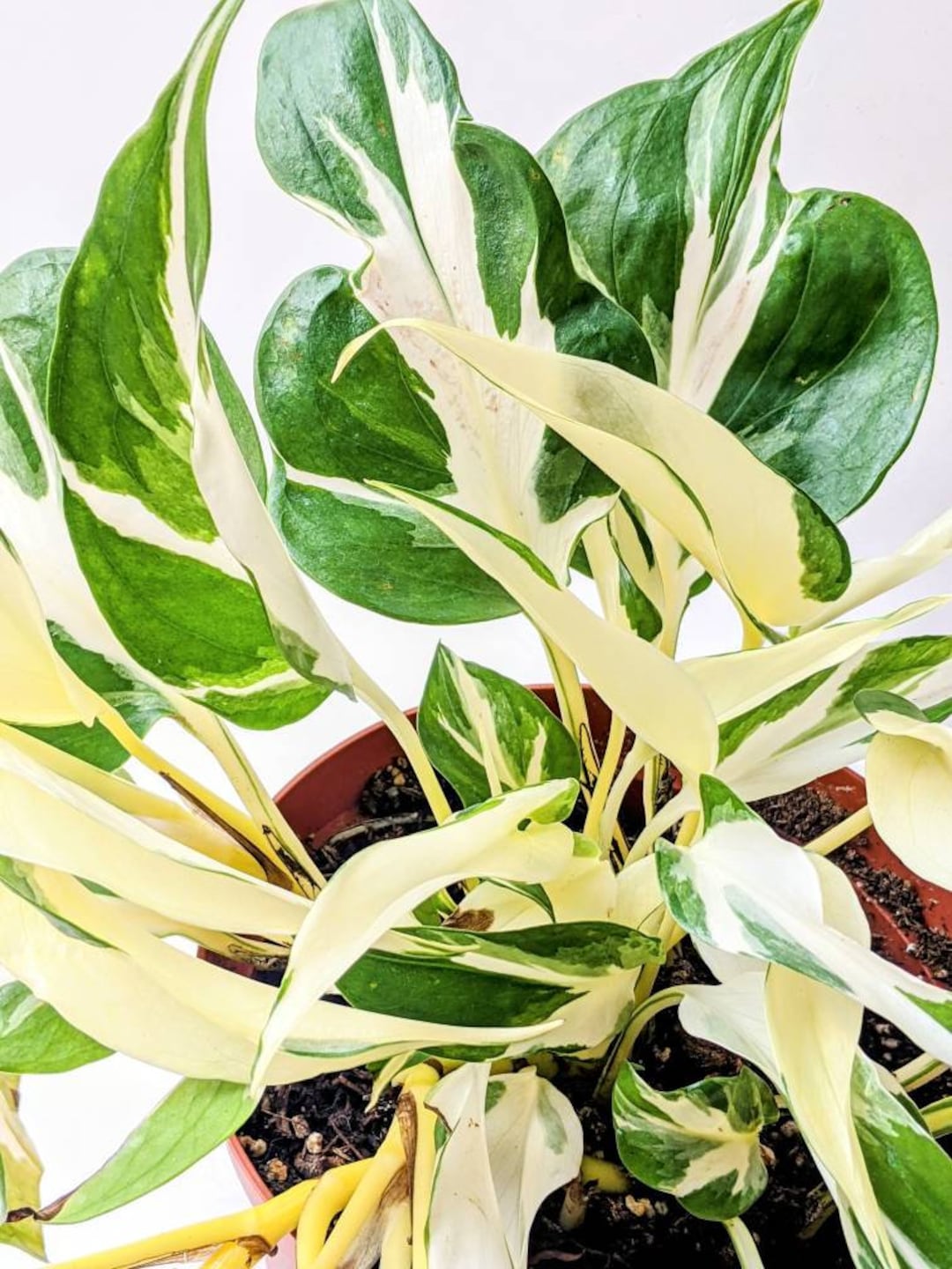 New Hybrid Pothos Mutant Manjula Starter in 3in Pot/ New Rare ...