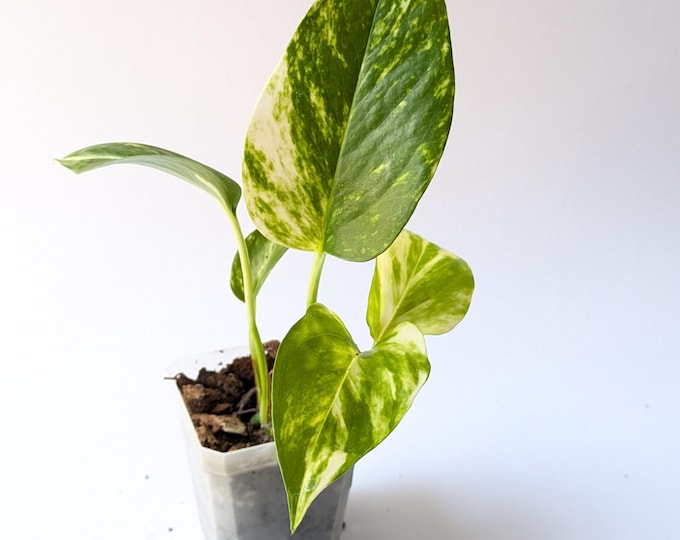 Teruno Valencia Pothos Rooted 2.5in Pot/ Japanese Pothos/ Pothos ...