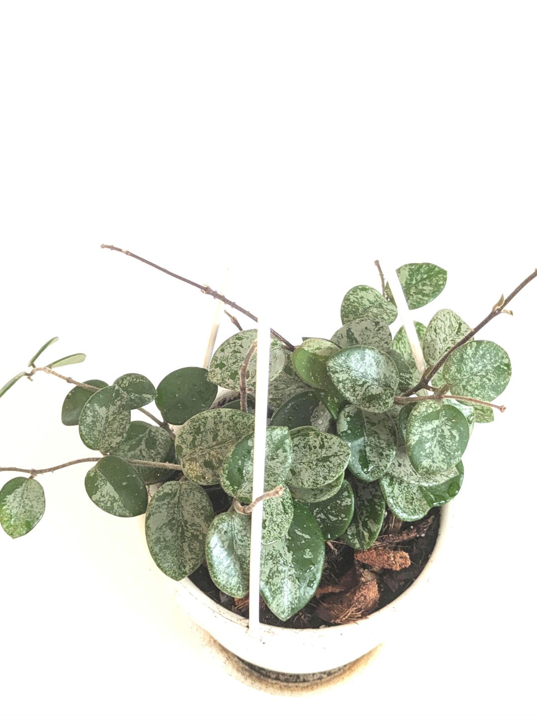 Hoya Mathilde Super Splash /5in Hanging Basket /rare Hoya / Hoya ...