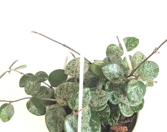 Hoya Mathilde Splash - Etsy