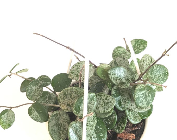 Hoya Mathilde Splash - Etsy