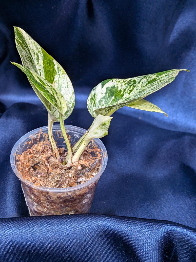 Teruno Cast Epipremnum/ Japanese Pothos/ Teruno Series /pothos ...