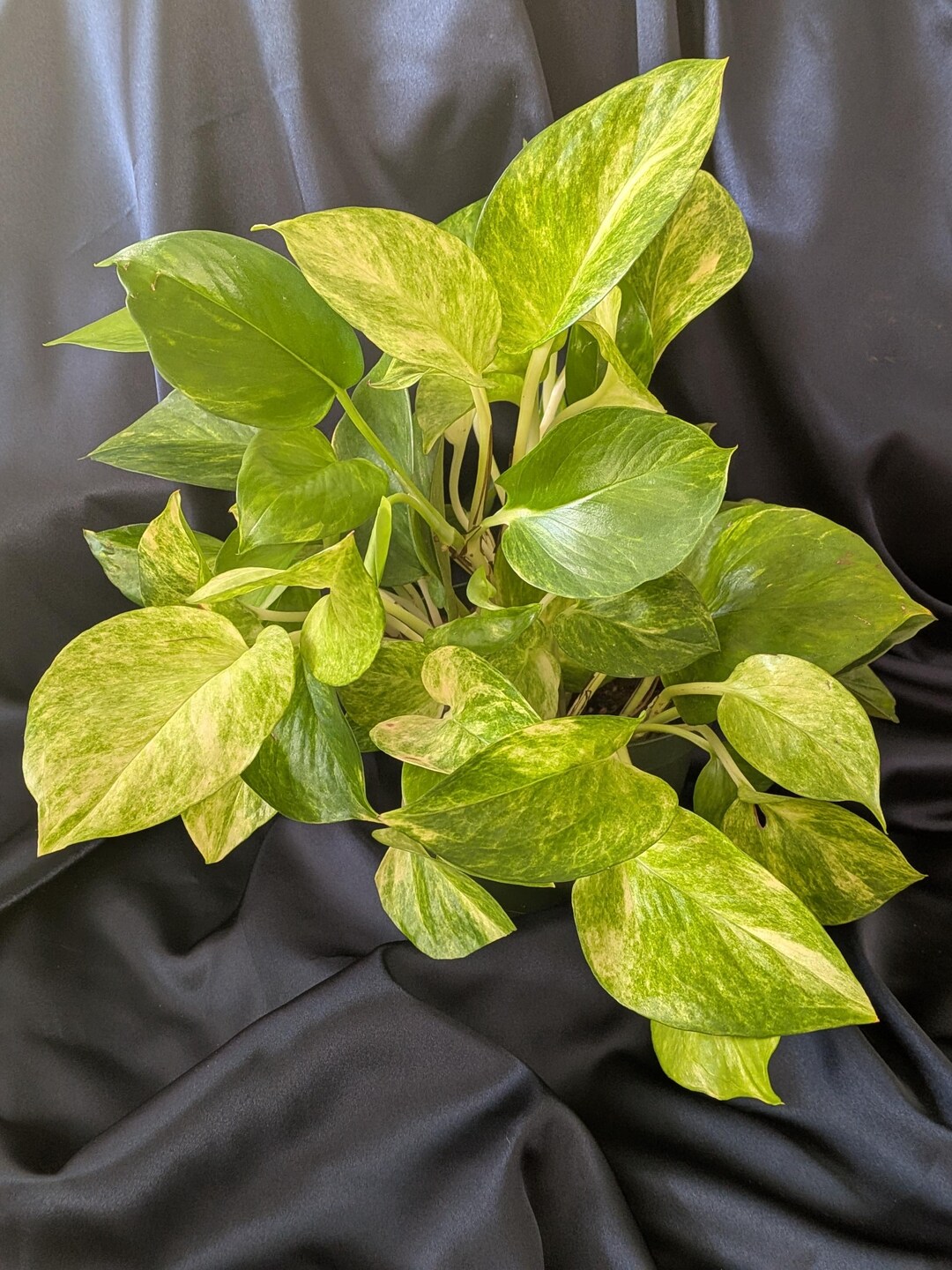 Sun Queen Pothos/ Big Leaves /6in Basket/ Tropical Rare Plant /pothos ...