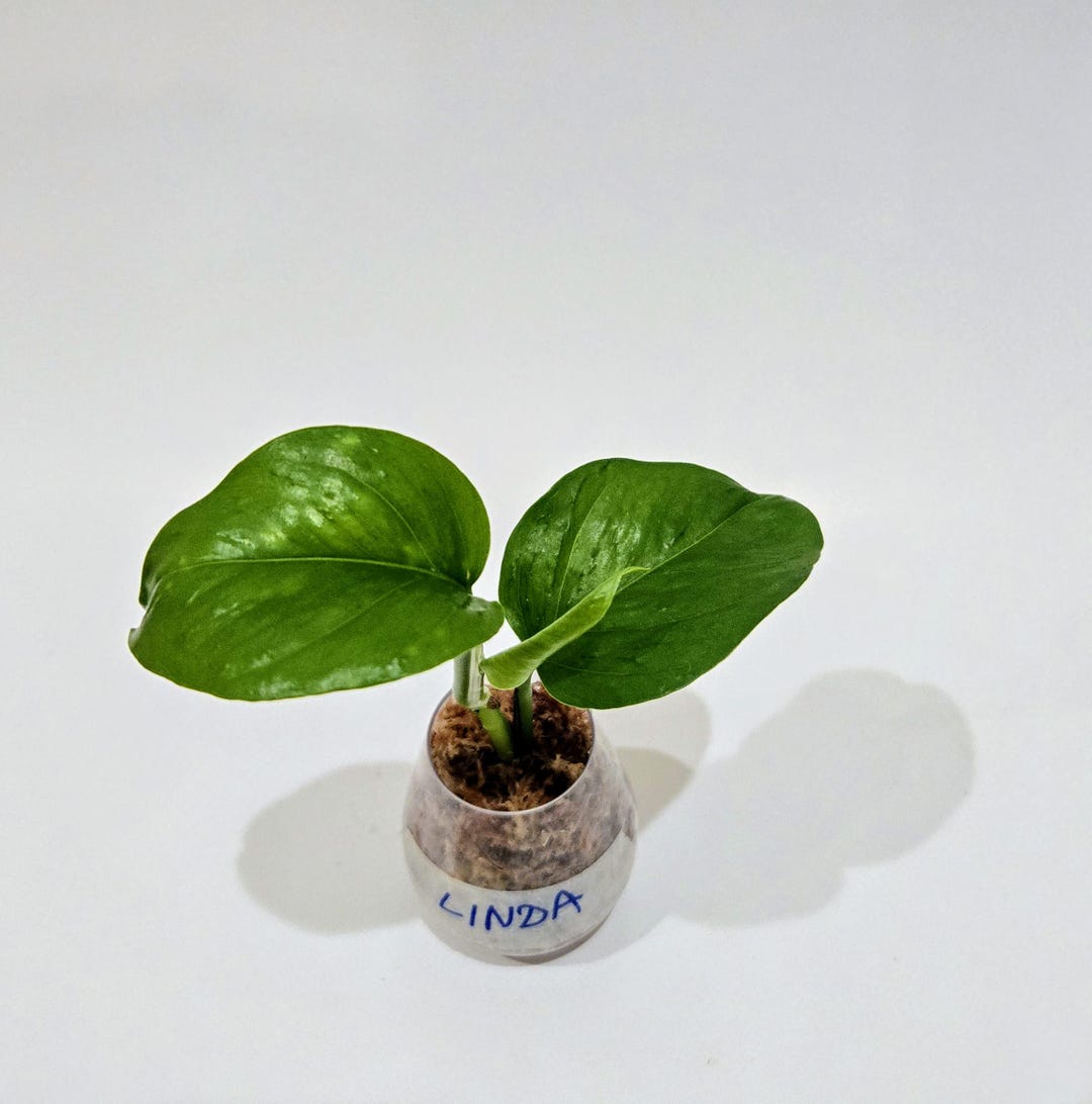 Teruno Linda Rinda Pothos/ Japanese Pothos/ Tropical Rare Plant /pothos ...