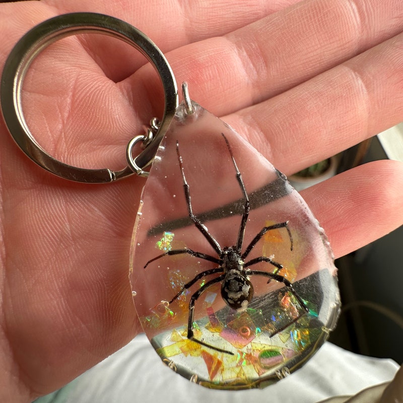 Spider Taxidermy - Etsy