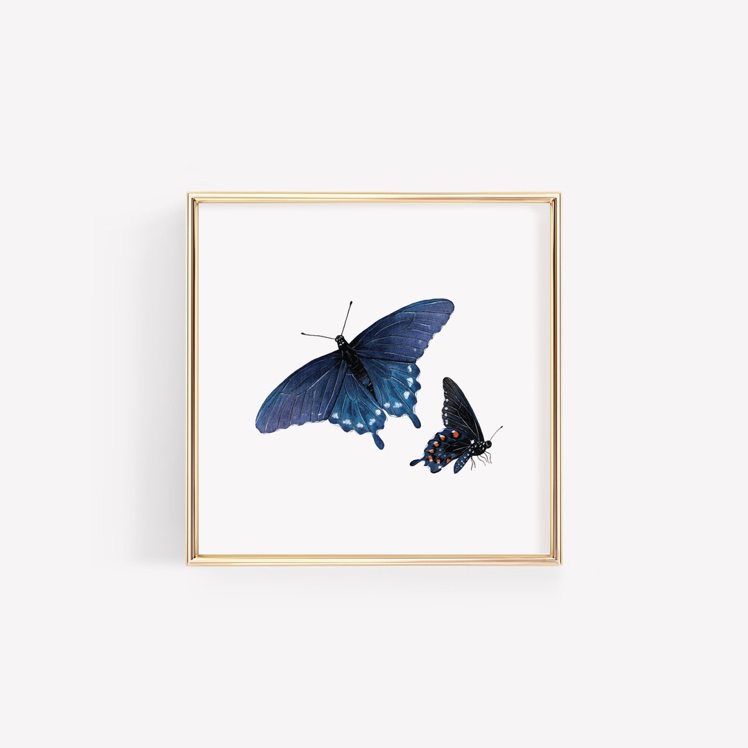 Pipevine Swallowtail Butterfly Art Print - Etsy