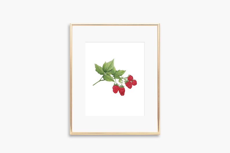 Raspberry Art Print | Watercolor Art | Watercolor Raspberry Art Print ...