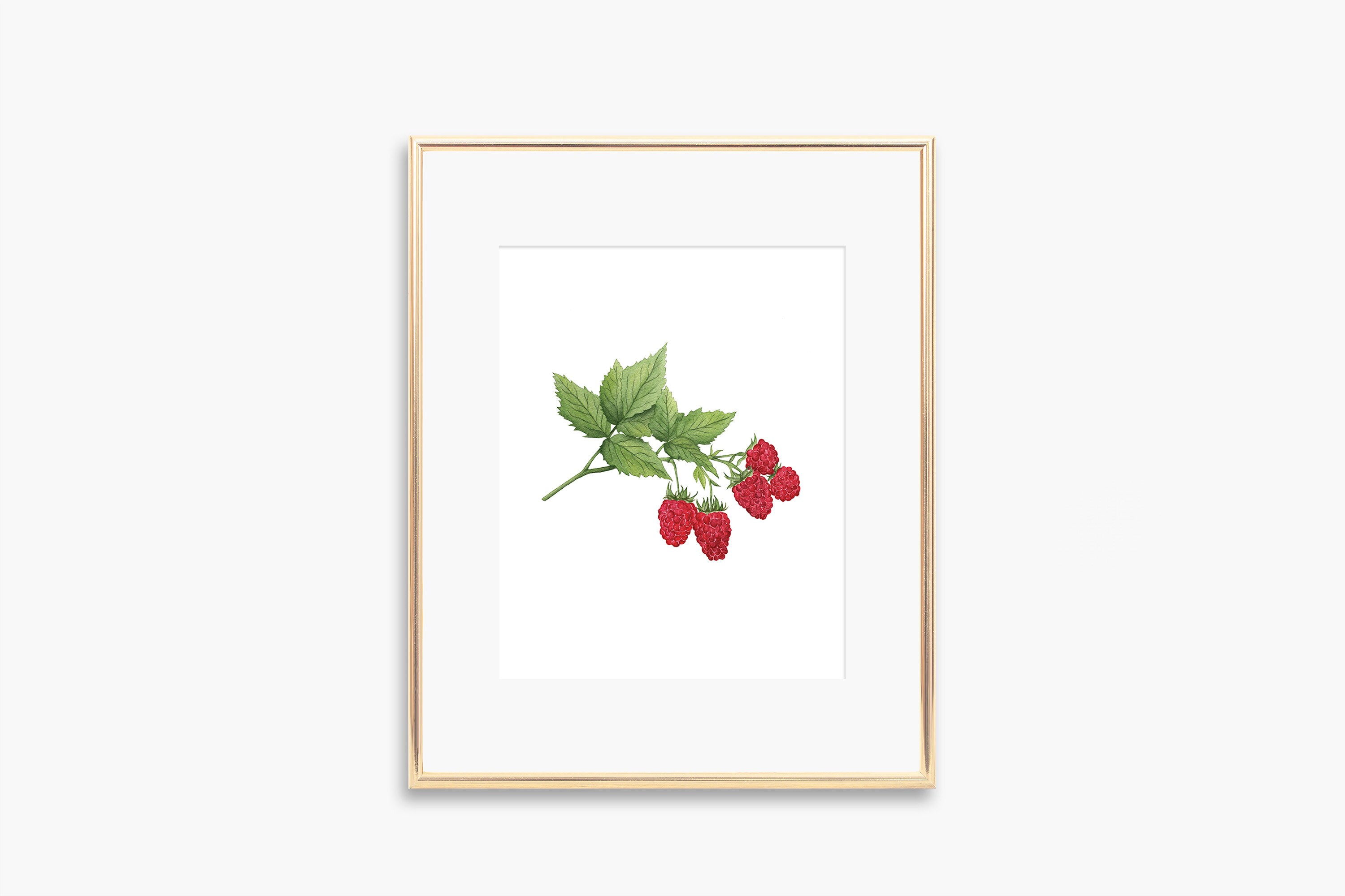 Raspberry Art Print | Watercolor Art | Watercolor Raspberry Art Print ...