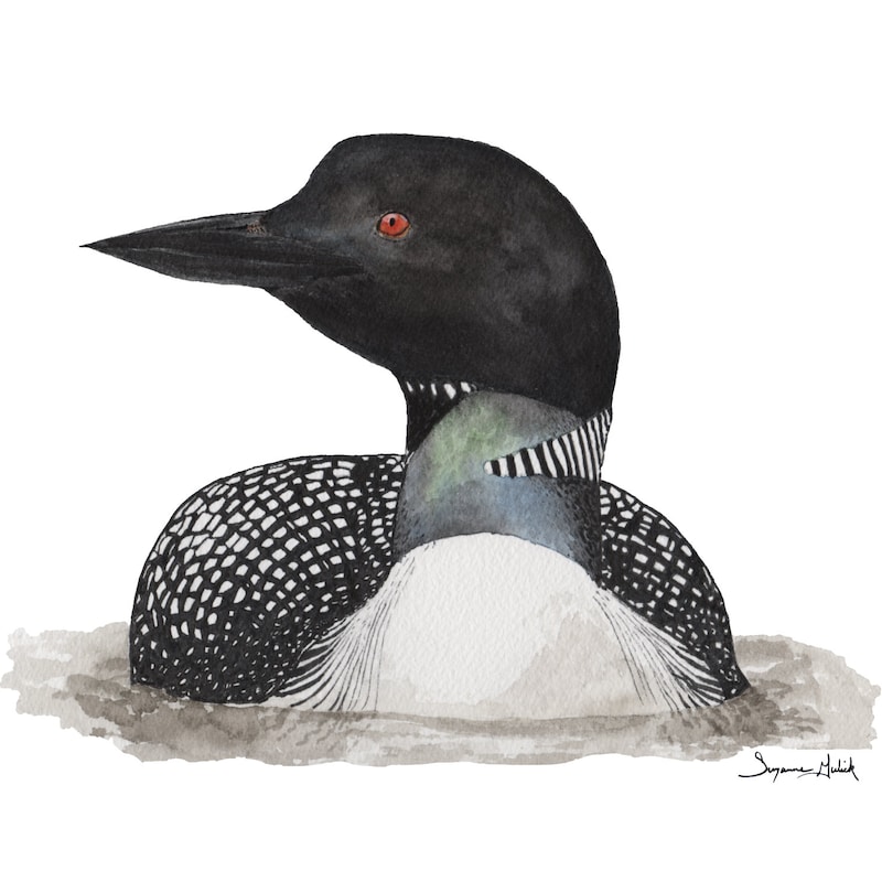 Common Loon - Etsy