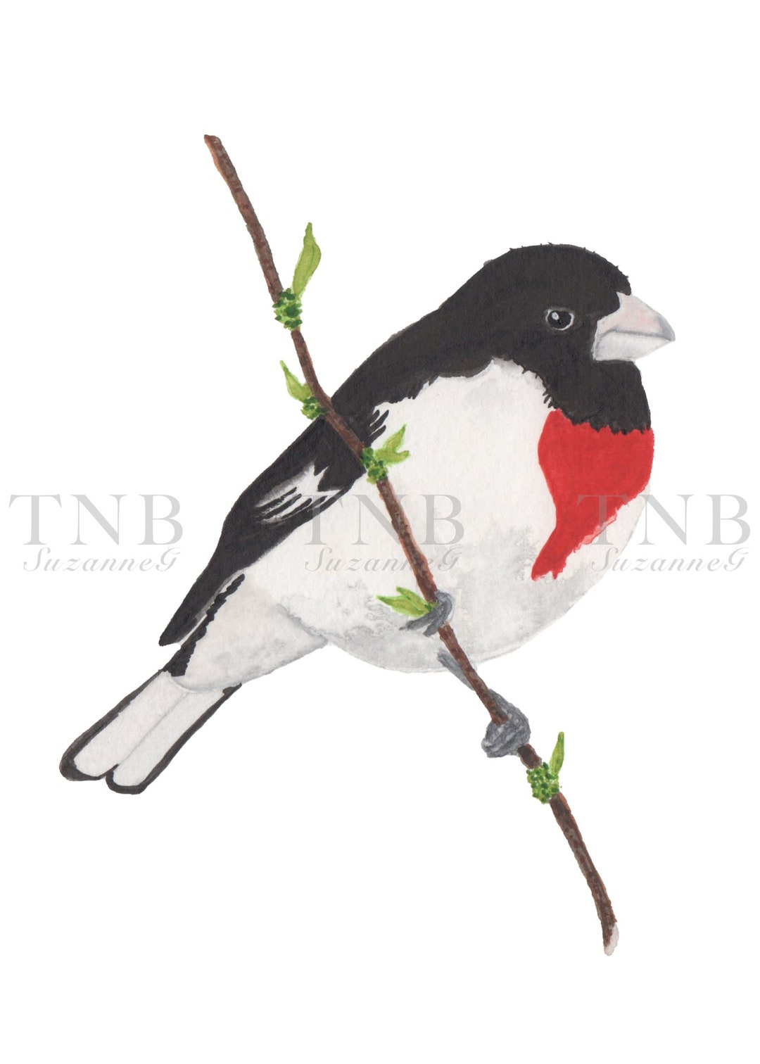 Ruby breasted Grosbeak 5x7" giclée print - Etsy España