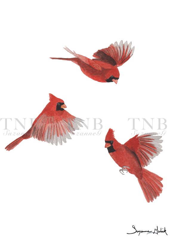Drawing Of Cardinal In Flight