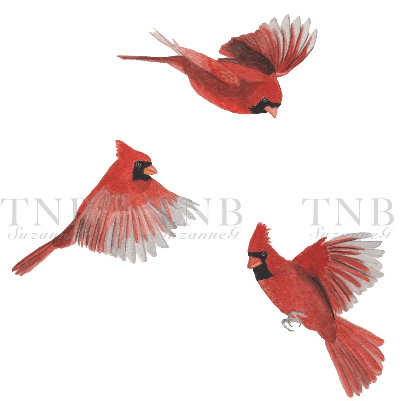 Cardinal in Flight - Etsy
