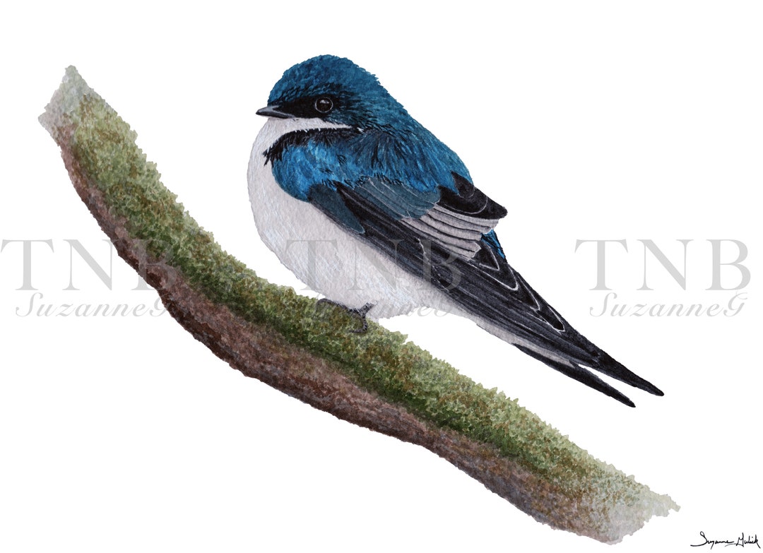 Tree Swallow Giclee Print From My Original Watercolor Painting - Etsy