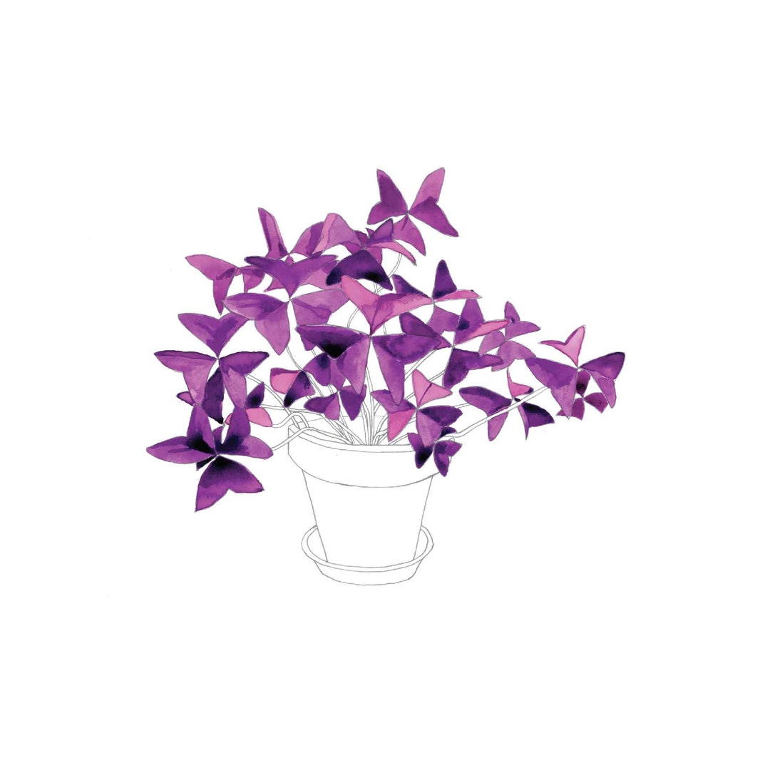 Botanical Drawing, Plant Decorations, Gifts for Plant Lovers, Oxalis ...