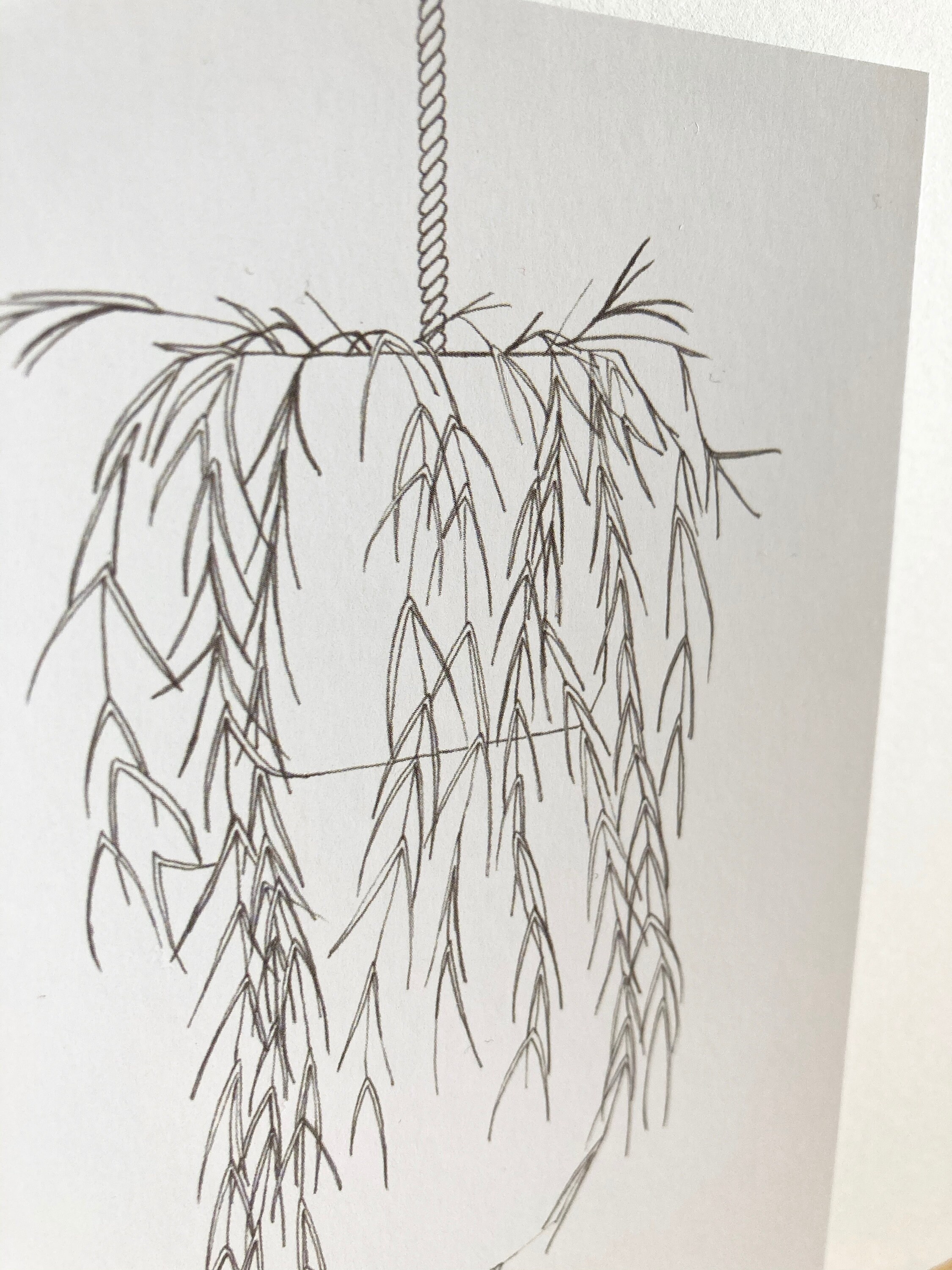 Hoya Linearis Drawing 4x6 Print Postcard Art Botanical Art - Etsy