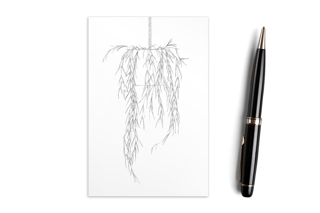 Hoya Linearis Drawing, 4x6 Print, Postcard Art, Botanical Art, Plant ...