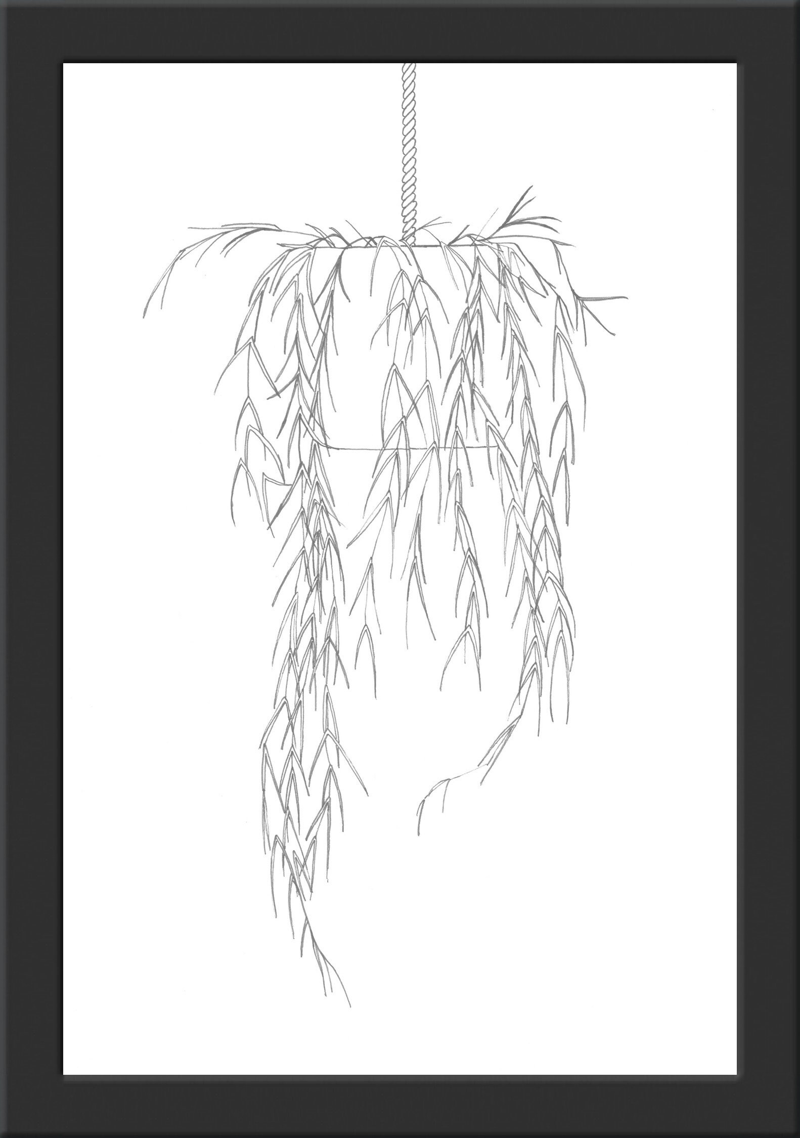 Hoya Linearis Drawing 4x6 Print Postcard Art Botanical Art - Etsy