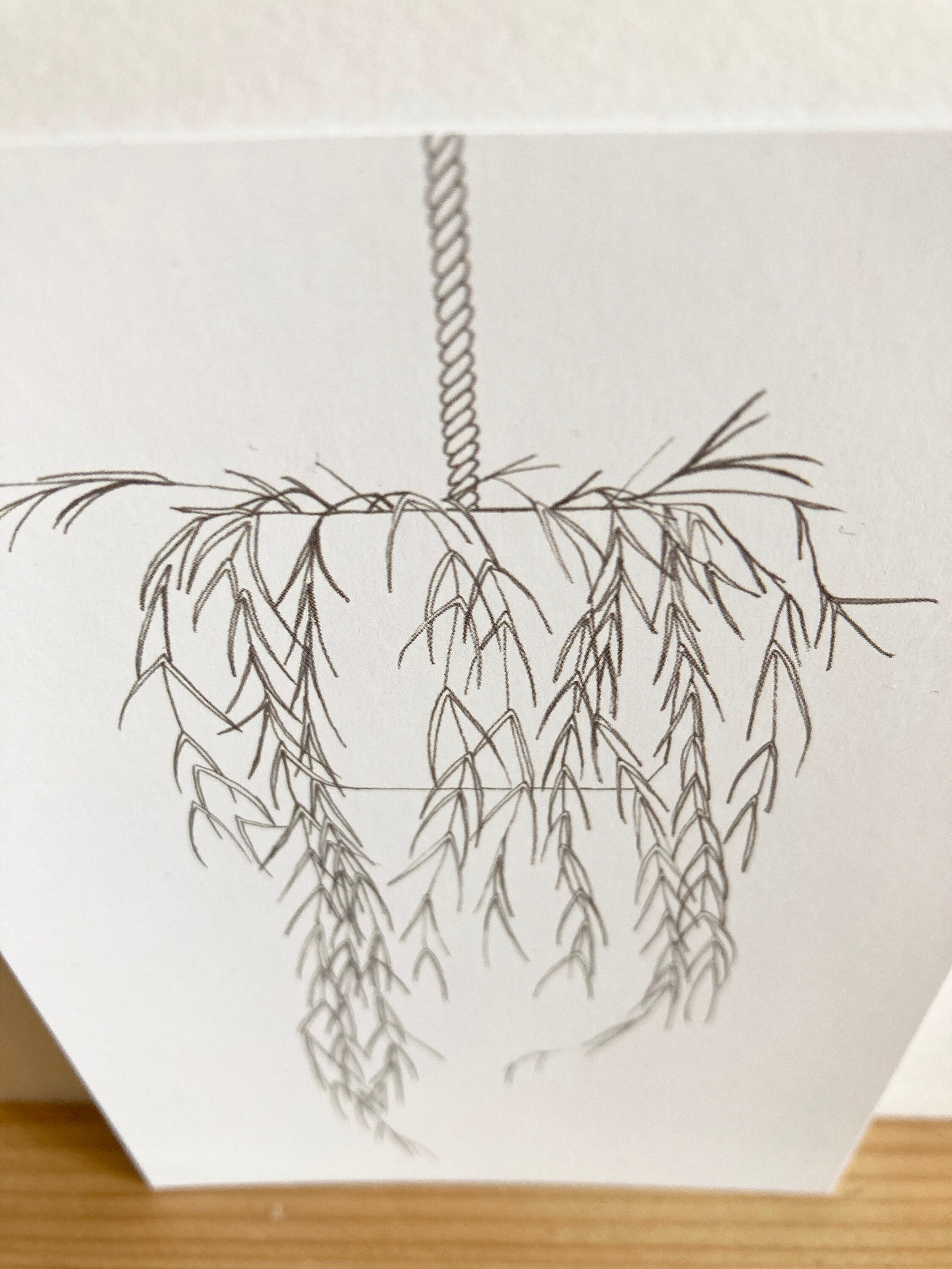 Hoya Linearis Drawing 4x6 Print Postcard Art Botanical Art - Etsy