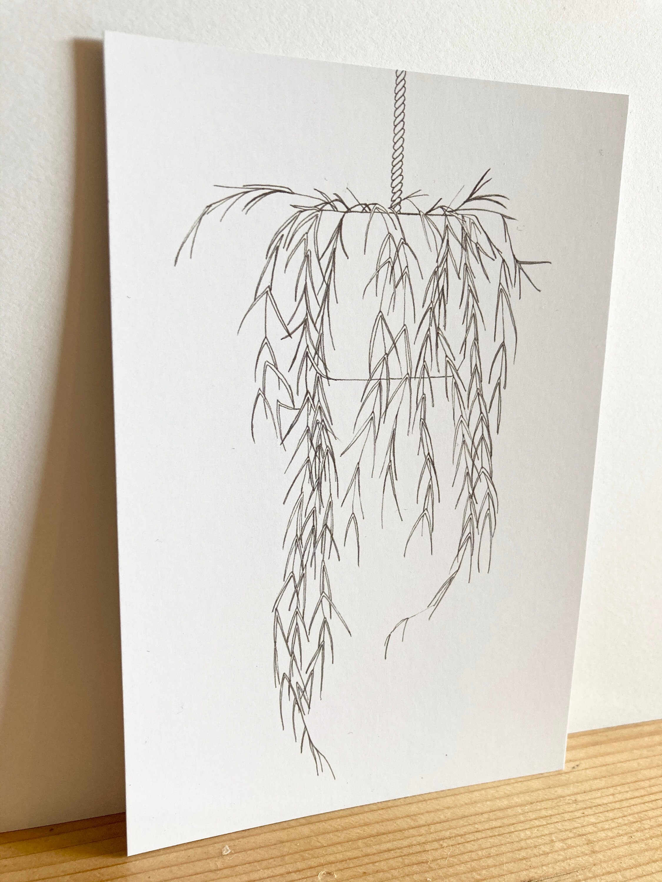 Hoya Linearis Drawing 4x6 Print Postcard Art Botanical Art - Etsy