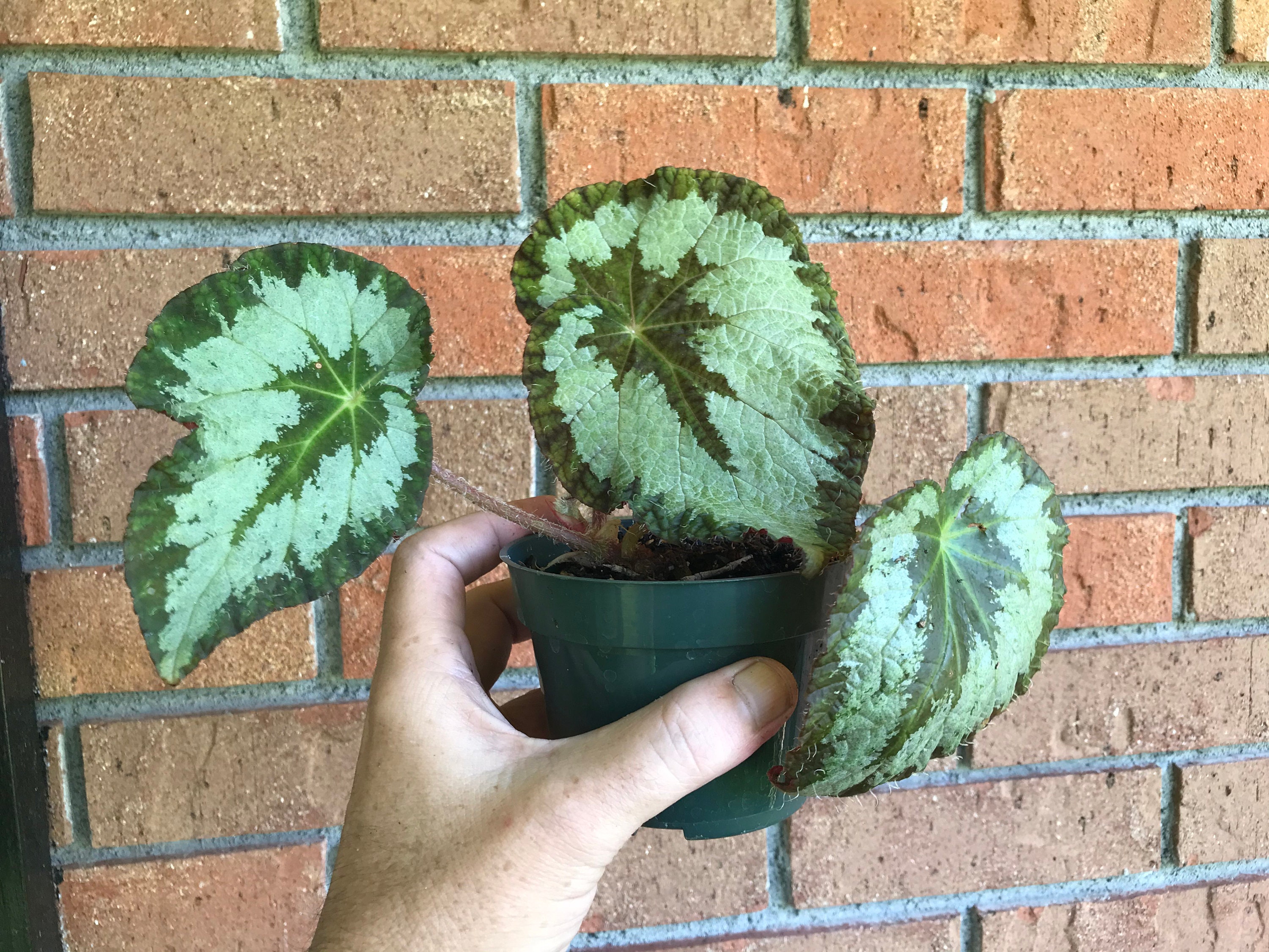Rex Begonia Assortment 3 Varieties No Ugly Plants here | Etsy