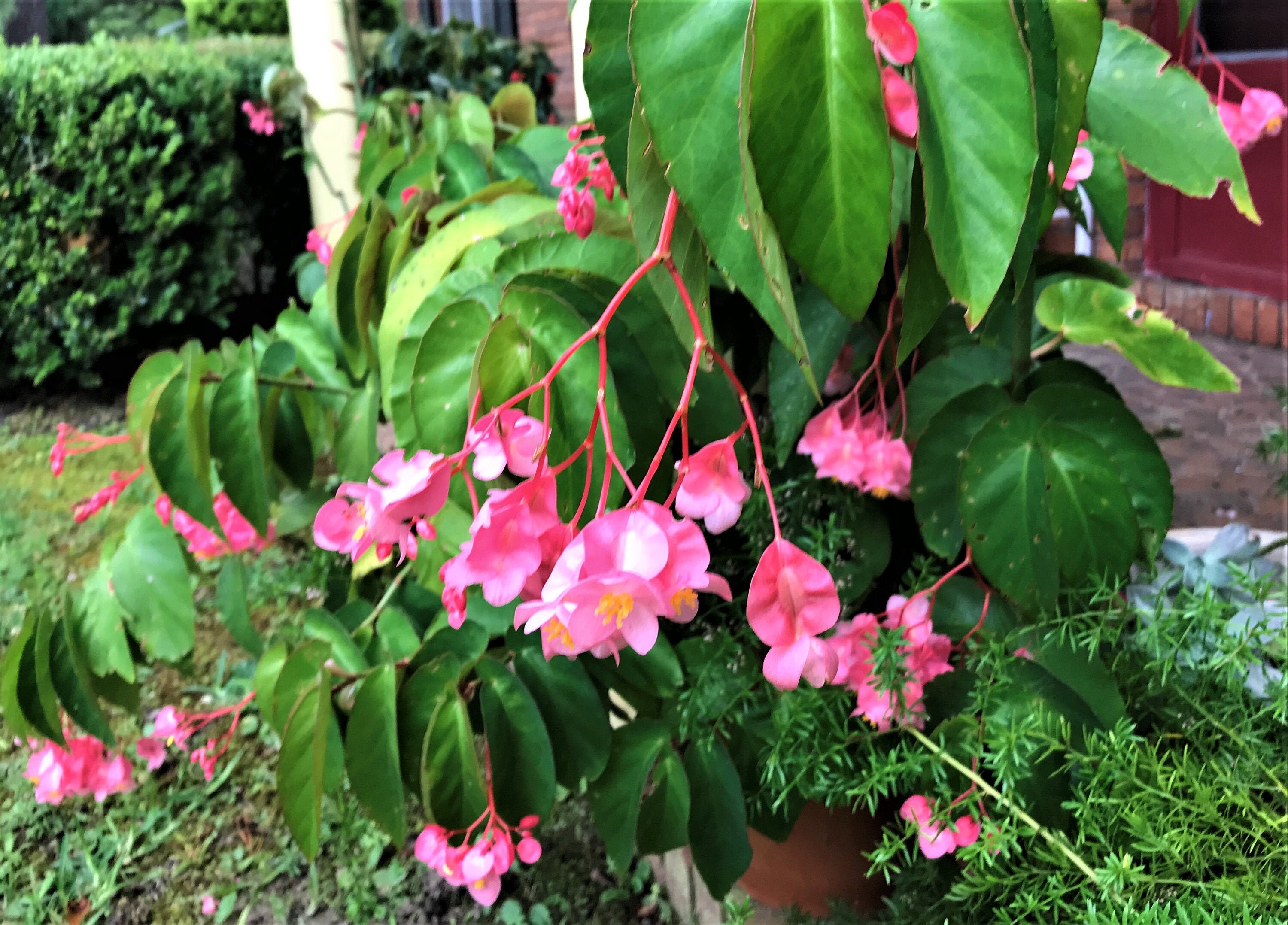 Begonia Angel Wing Pink Cane Variety large clusters of pink | Etsy