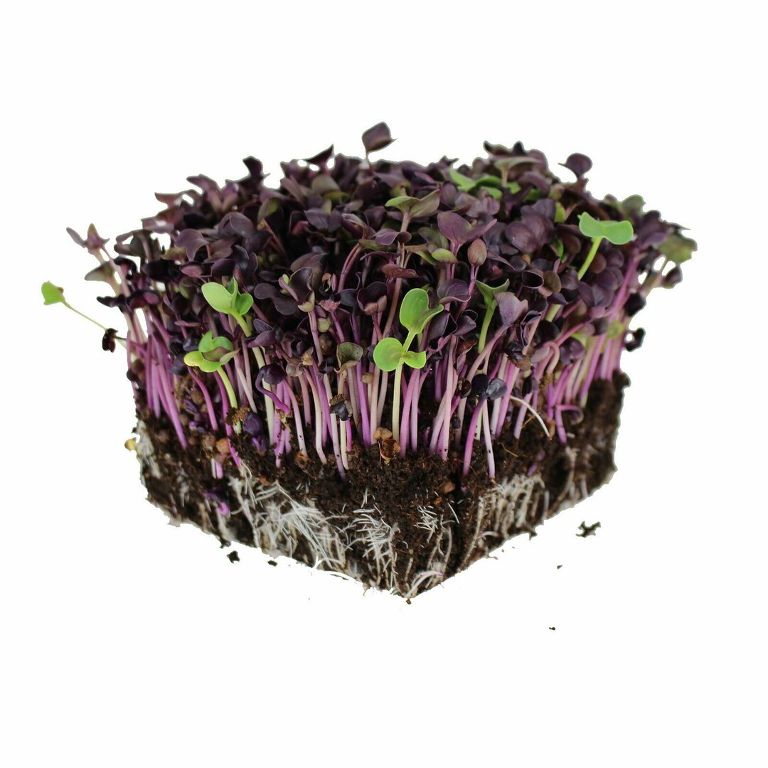 Organic Rambo Purple Radish MICROGREEN Seeds | Non-gmo | Heirloom ...