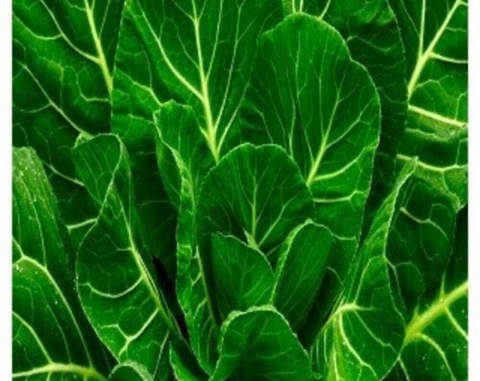 3 Merritt Tree Collard Cuttings - Etsy