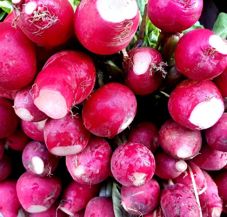 Cherry Belle Radish Seeds Non-gmo Heirloom Fresh Garden - Etsy