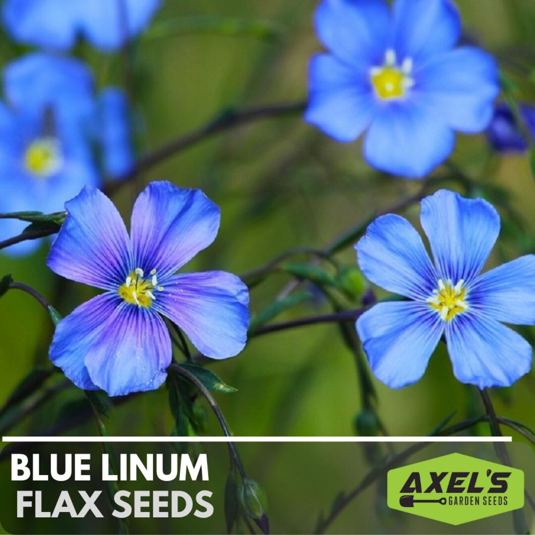 Blue Linum Flax Heirloom Non-gmo Seeds - Etsy