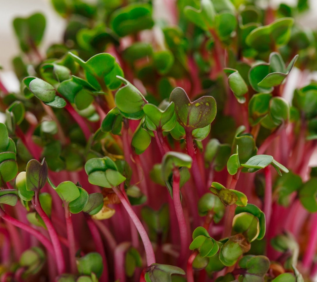 Pink Swiss Chard MICROGREEN Seeds | Heirloom | Non-gmo | Seeds for ...