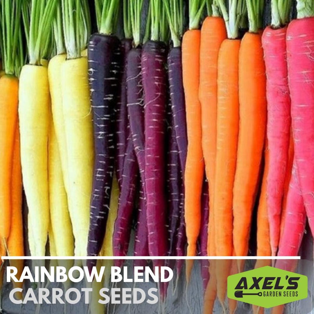 Rainbow Blend Carrot Heirloom Non-gmo Seeds - Etsy