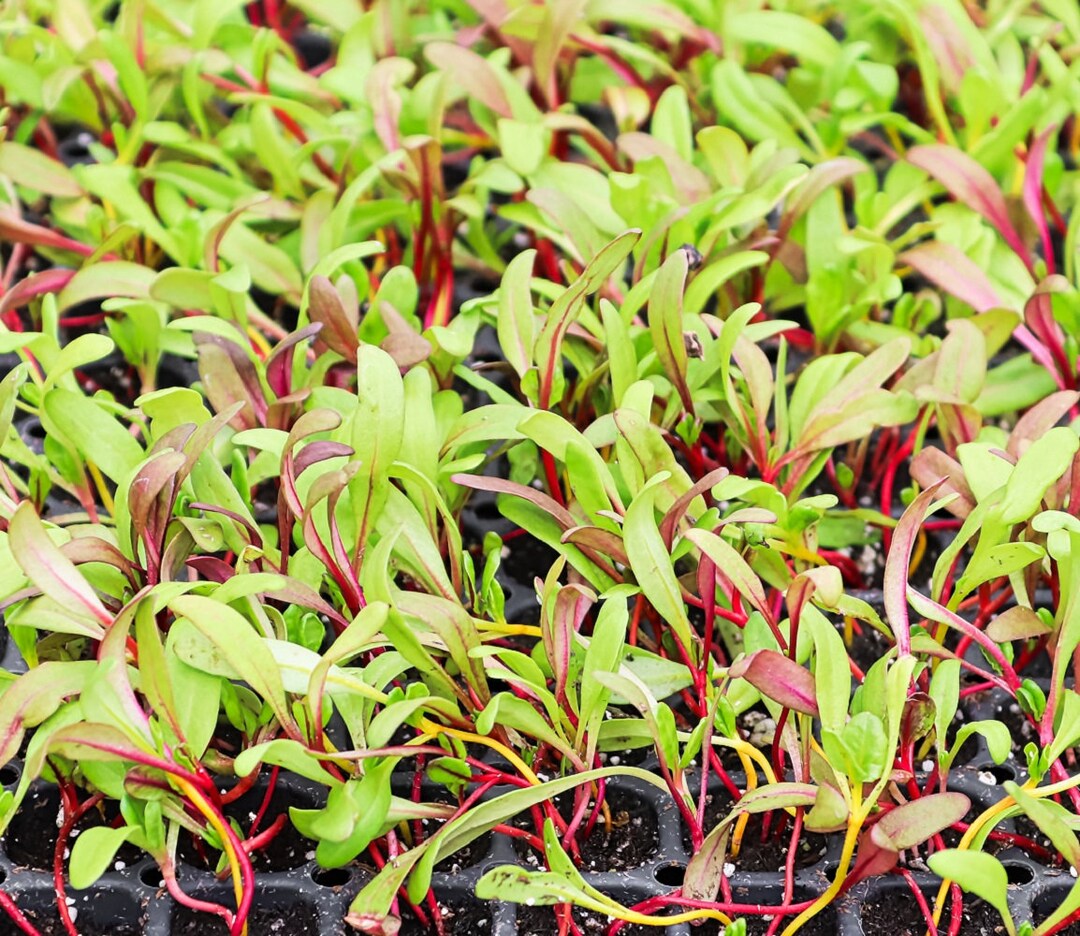 Rainbow Swiss Chard Microgreen Seeds | Non-gmo | Heirloom | Seeds for ...