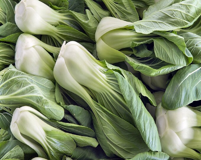 Extra Dwarf Baby Pak Choi, 200 Seeds, Chinese Cabbage Dwarf Bok Choy ...