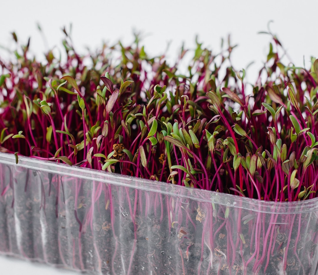 Bulls Blood Beet Microgreens | Heirloom | Non-gmo | Seeds for Sprouting ...