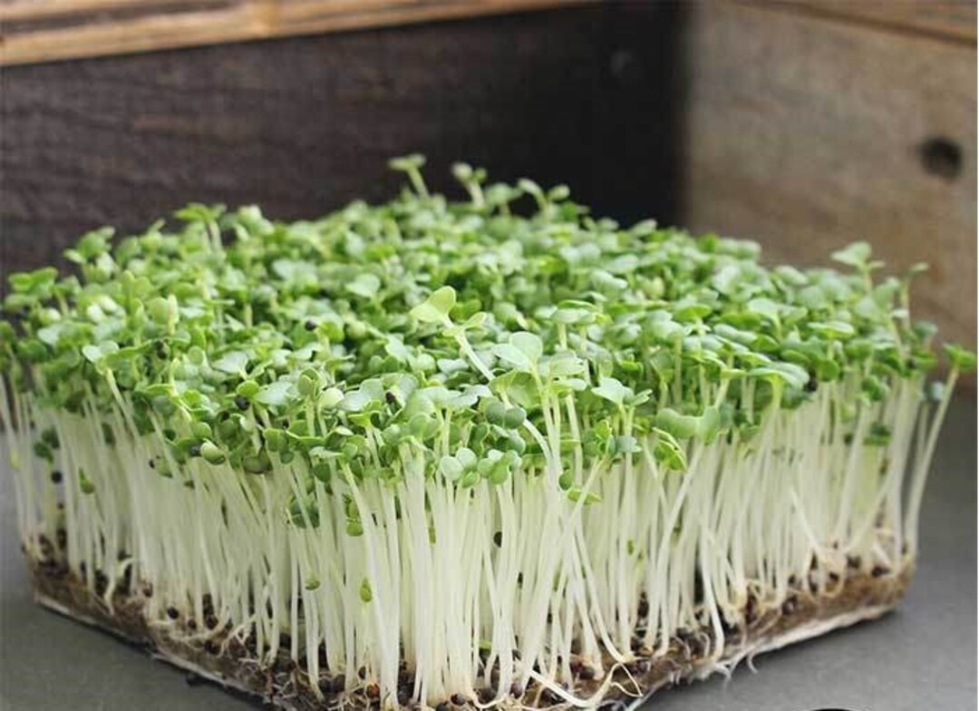 Pak Choi Cabbage MICROGREEN Seeds | Non-gmo | Heirloom | Seeds for ...